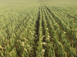 Imi sprays in Clearfield crops