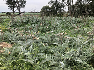 Controlling declared weed species