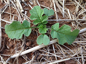 Broadleaf spraying cereals
