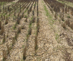 Achieving an effective fallow